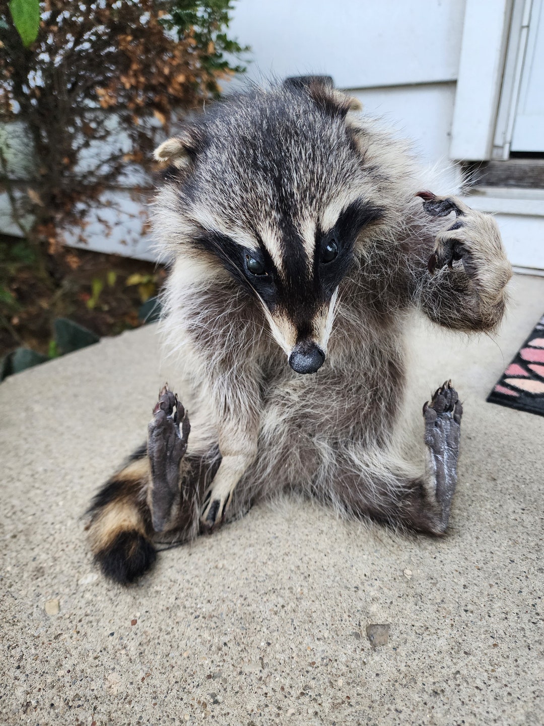 Taxidermy Raccoon Flipping off the Bird Mount Novelty Obscure - Etsy