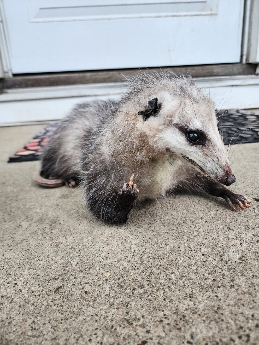 Taxidermy Possum Opossum Flipping the Bird Mount Novelty - Etsy