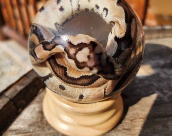 GLOBE Wet Specimen Morph Ball Python Taxidermy Mount Formalin Fixed Oddities Obscure Lizard ...