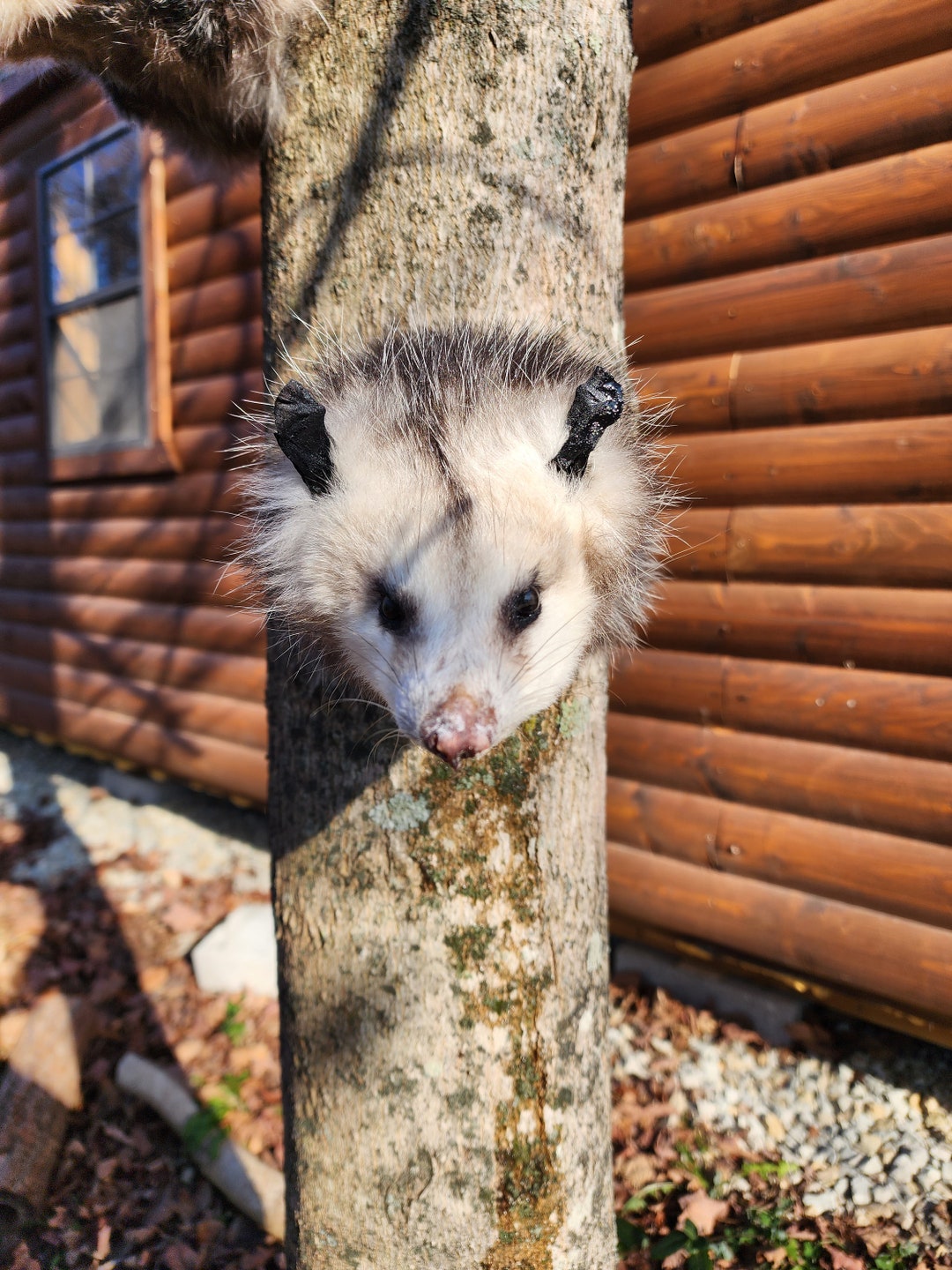 Possum Opossum Shoulder Mount Taxidermy Mount Oddities - Etsy