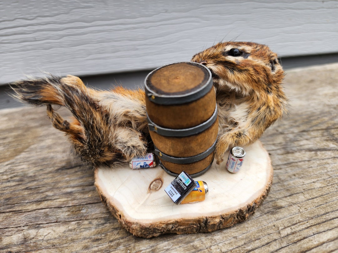 Drunken Chipmunk Taxidermy Mount Mummified - Etsy