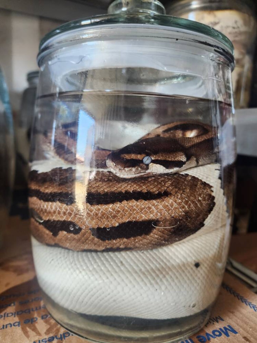 Huge Wet Specimen Piebald Pied Morph Ball Python Taxidermy Mount Formalin Fixed Oddities Obscure ...