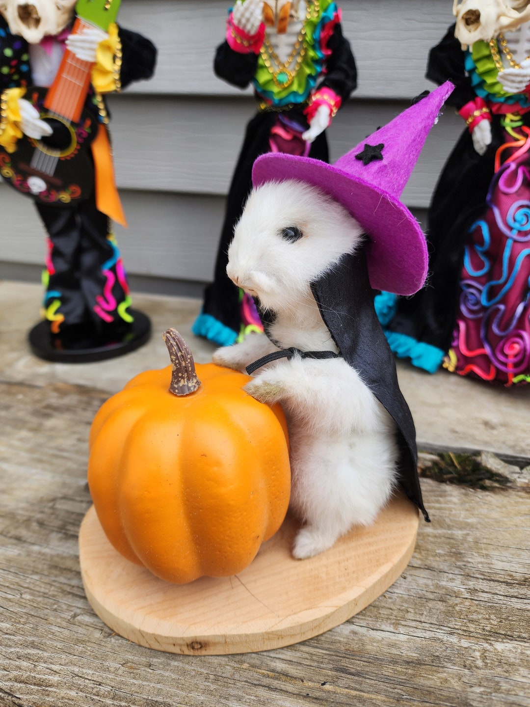 Taxidermy Bunny Rabbit Mount Novelty - Etsy