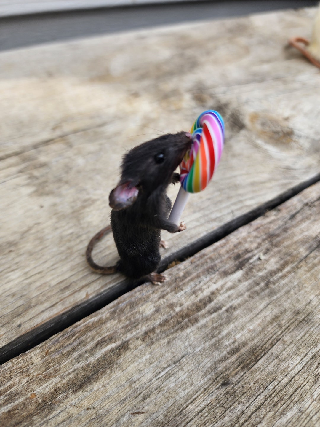 Mouse Mice Mount Taxidermy Oddities - Etsy