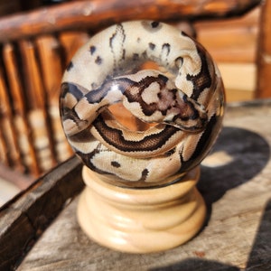 GLOBE Wet Specimen Morph Ball Python Taxidermy Mount Formalin Fixed ...