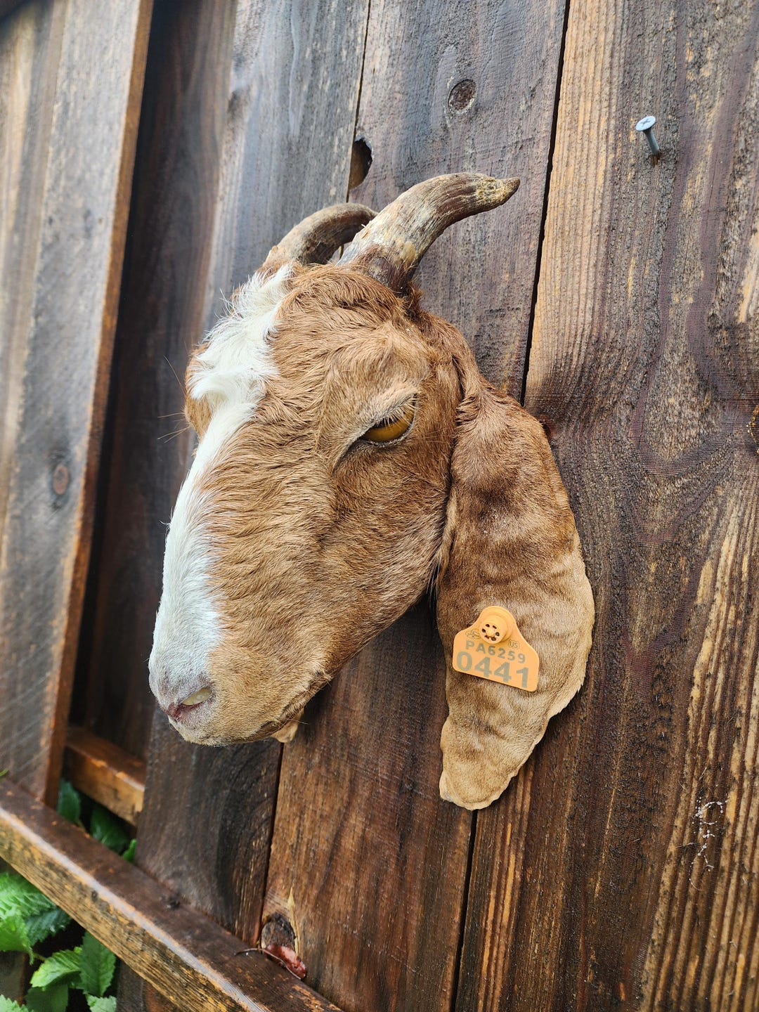 Lamb Boar Goat Ram Sheep Head Mummified Taxidermy Mount Oddities ...