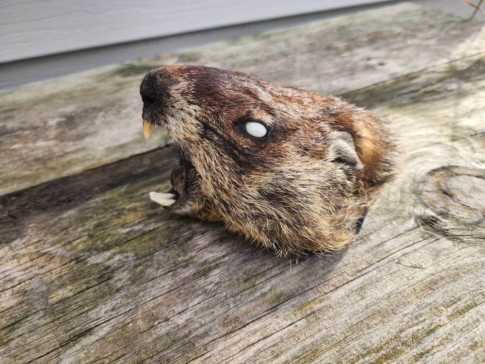 Groundhog Mummified Freeze Dried Wet Specimen With Jar - Etsy