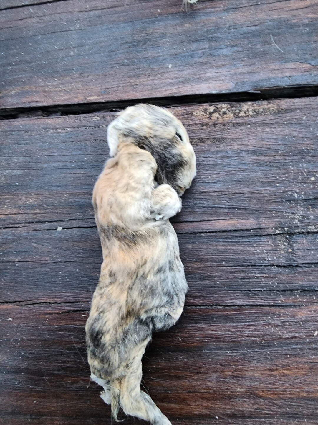 Real Mummified Baby Bunny Rabbit Taxidermy Taxidermied - Etsy