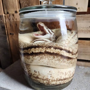 Huge Wet Specimen Piebald Pied Morph Ball Python Taxidermy Mount Formalin Fixed Oddities Obscure ...
