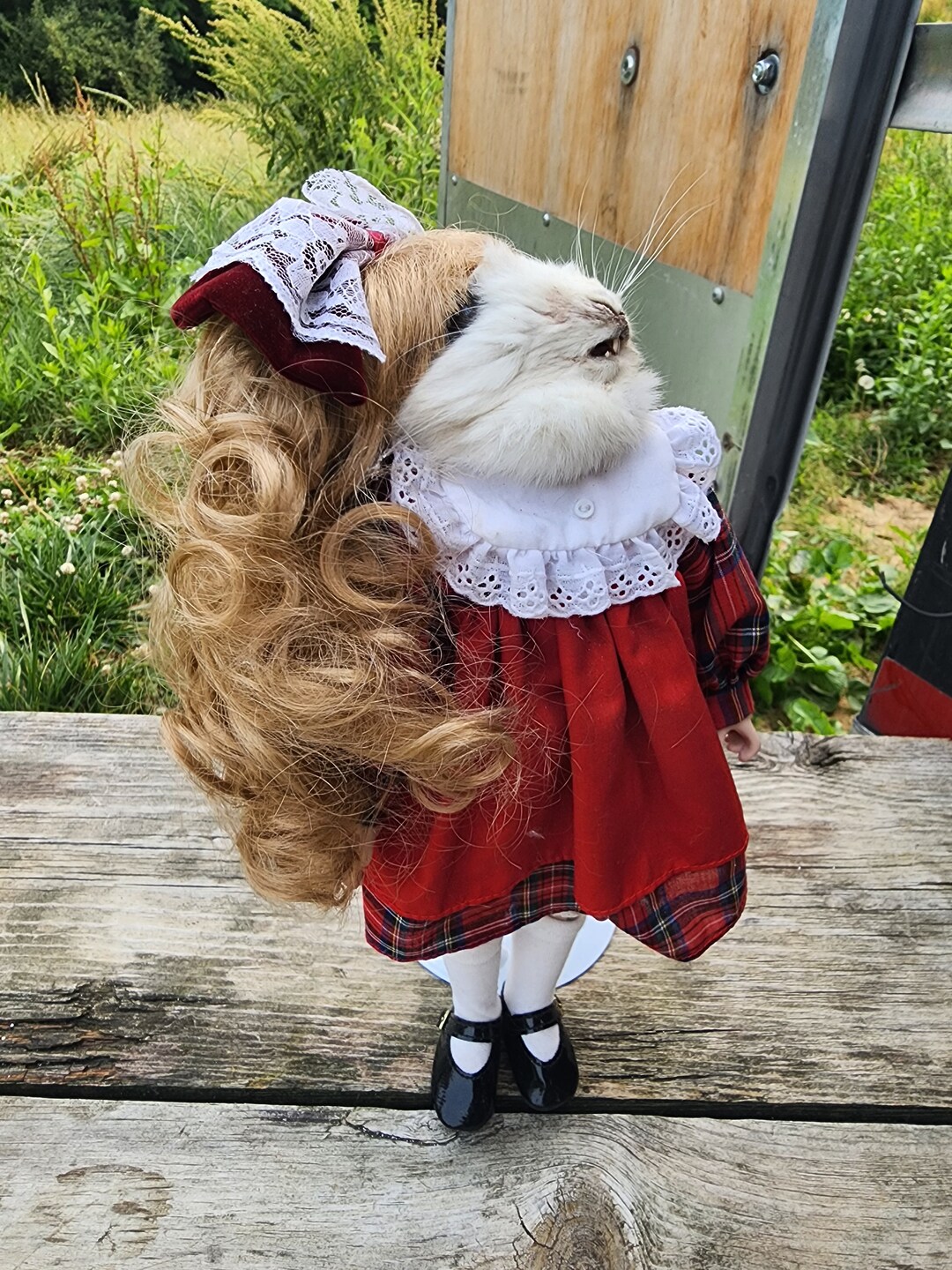 Rabbit Mummified Freeze Dried Wet Specimen With Jar Taxidermy Mount ...