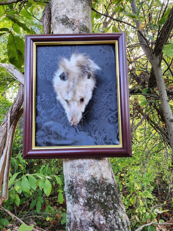 Mummified Dog In A Tree