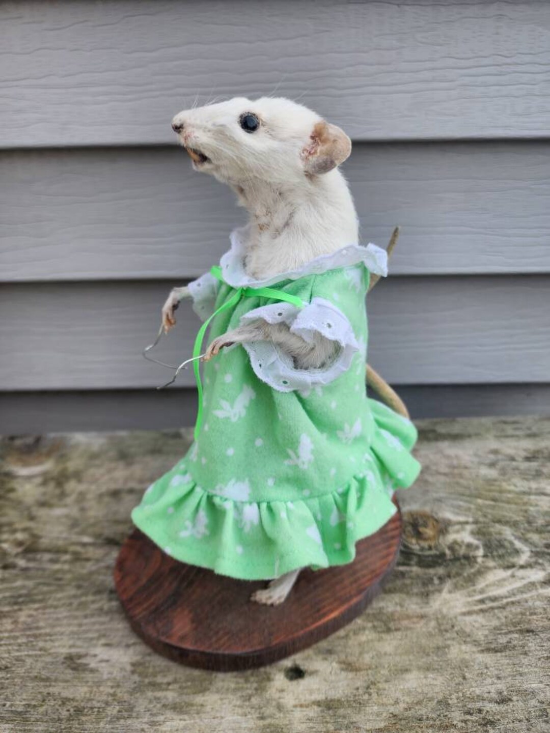 Rat Mount Racoon Opossum Taxidermy Mount Obscure Oddities - Etsy