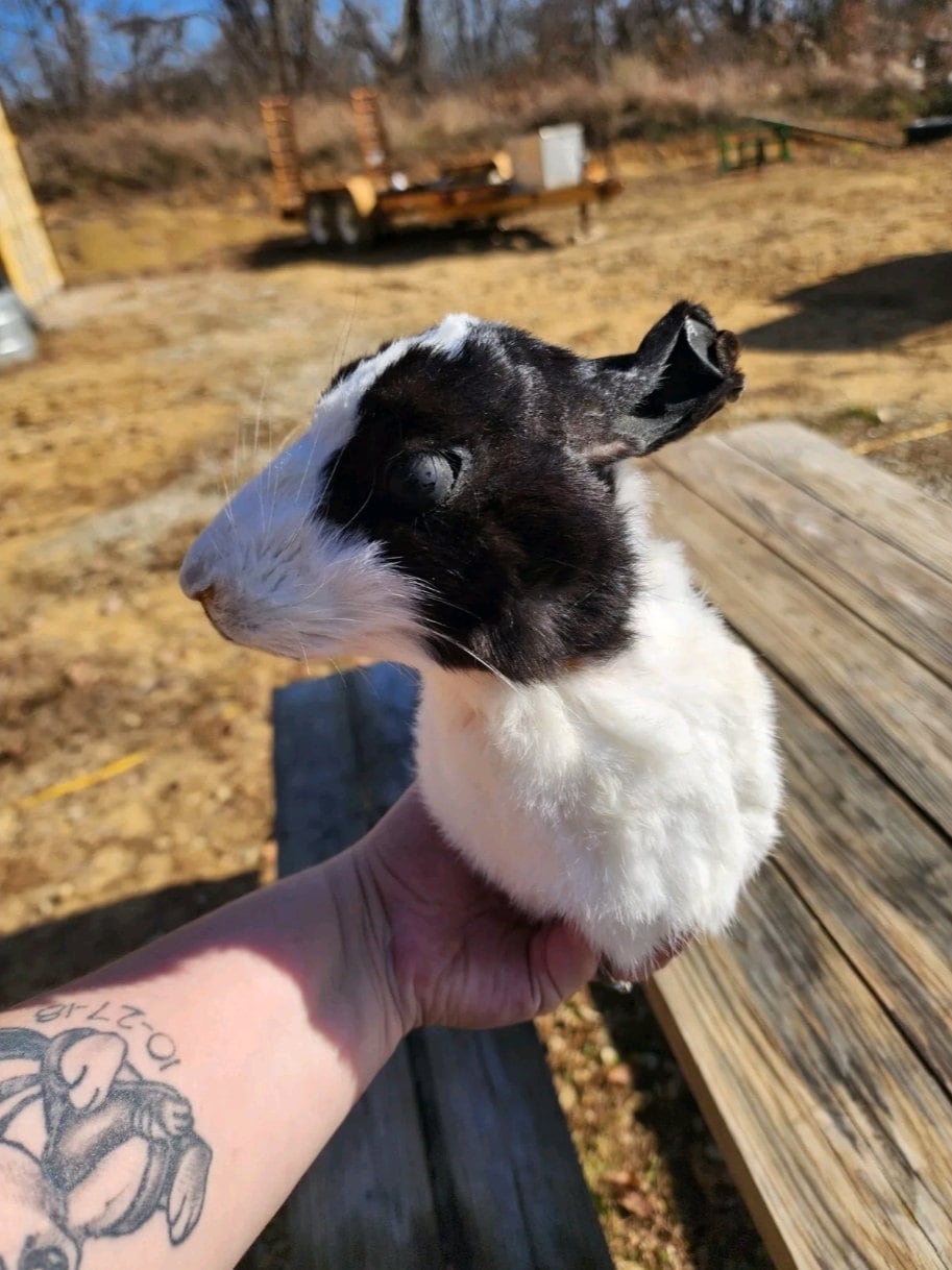 Shoulder Mount Rabbit Bunnies Bunny Taxidermy Oddities - Etsy