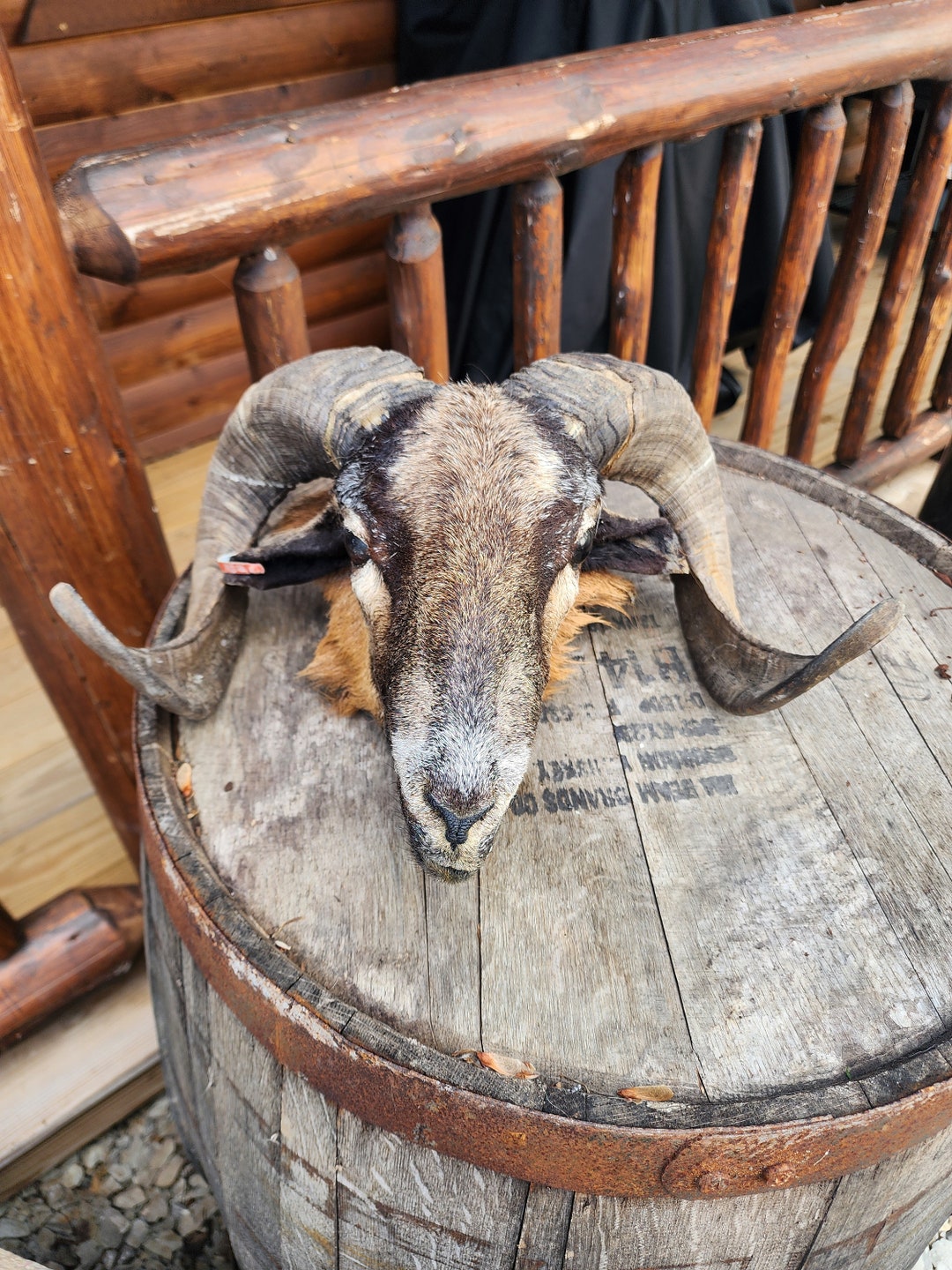 Lamb Boar Goat Ram Sheep Head Mummified Freeze Dried Wet Specimen With ...