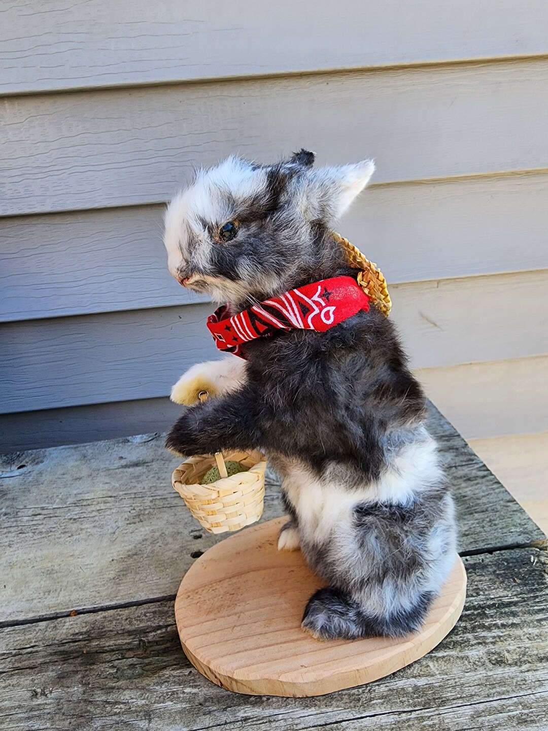 Taxidermy Bunny Rabbit Mount Novelty - Etsy