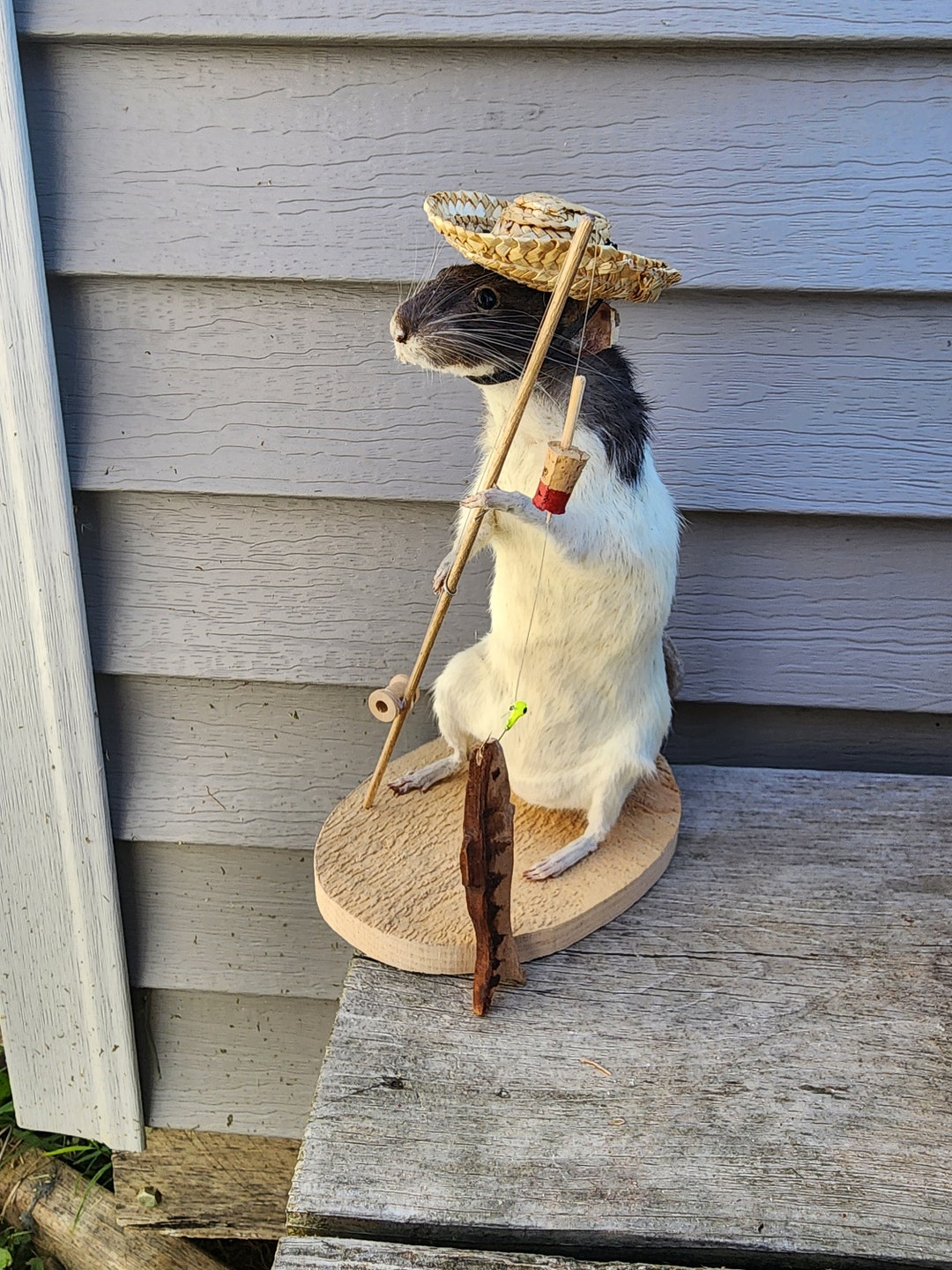 Rat Mount Racoon Opossum Taxidermy Mount Obscure Oddities - Etsy