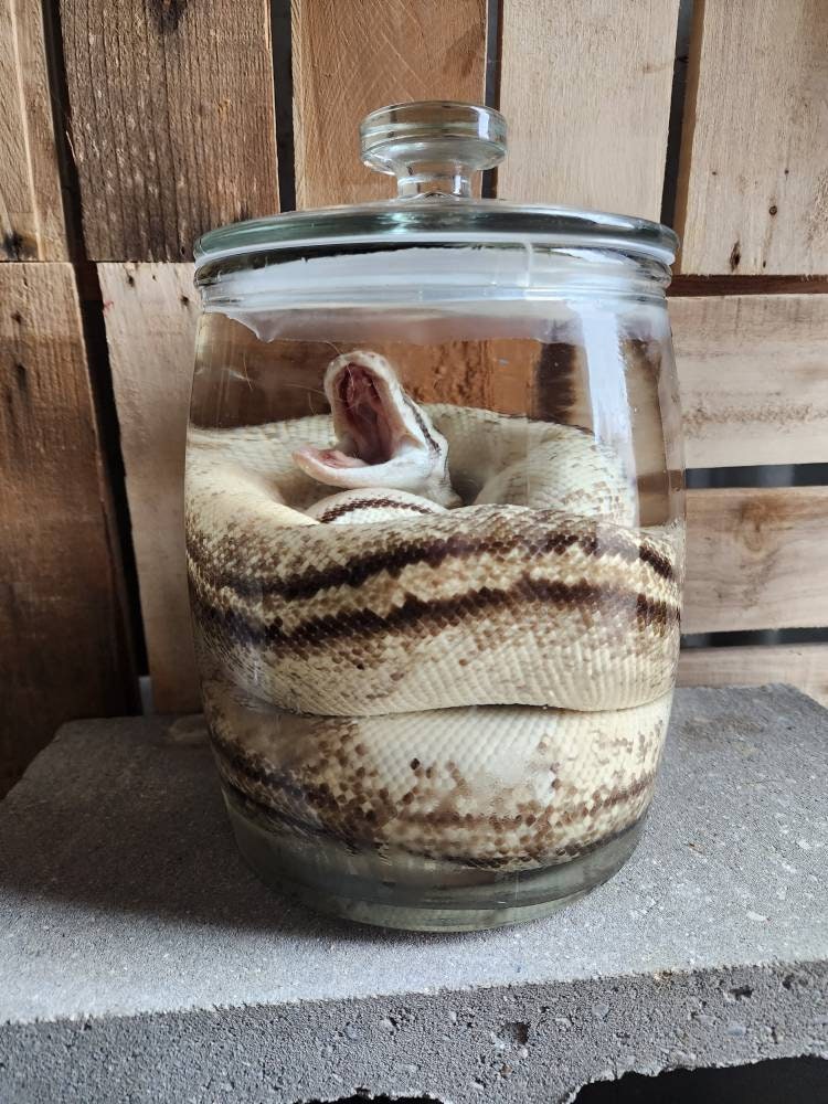 Huge Wet Specimen Piebald Pied Morph Ball Python Taxidermy Mount Formalin Fixed Oddities Obscure ...