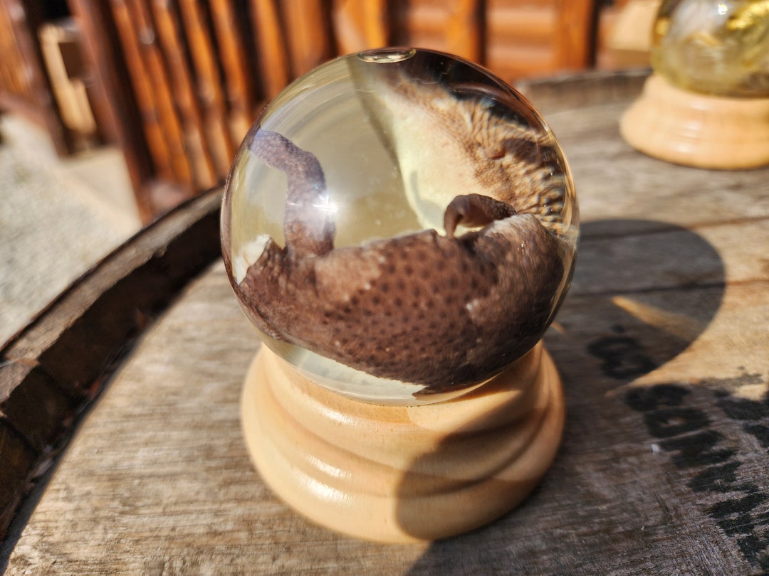GLOBE Wet Specimen Leopard Gecko Ball Python Taxidermy Mount Formalin ...