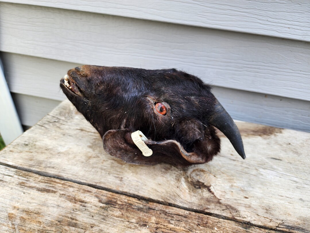 Boar Goat Ram Sheep Head Mummified Freeze Dried Wet Specimen With Jar ...