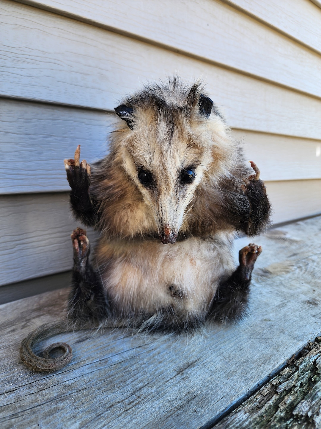 Taxidermy Possum Opossum Flipping the Bird Mount Novelty - Etsy