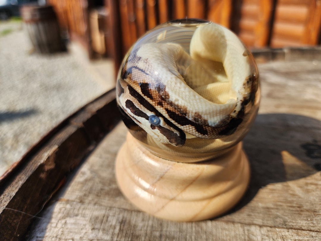 GLOBE Wet Specimen Piebald Pied Morph Ball Python Taxidermy Mount Formalin Fixed Oddities ...