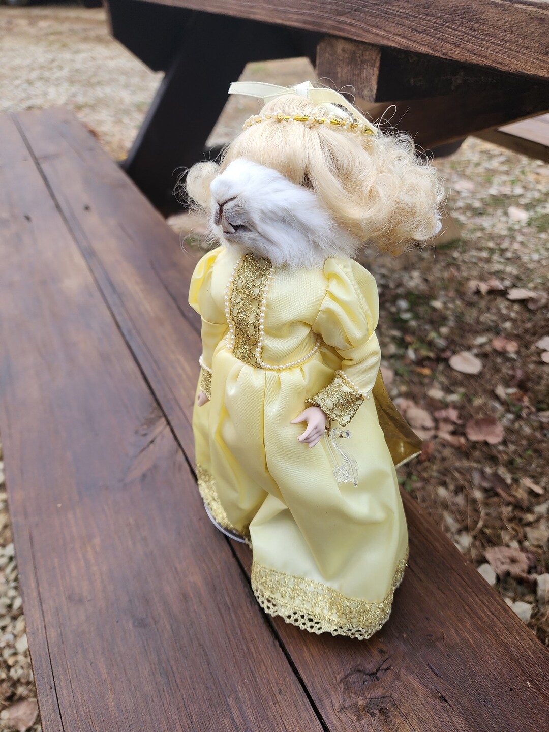 Doll Rabbit Mummified Freeze Dried Wet Specimen With Jar Taxidermy ...