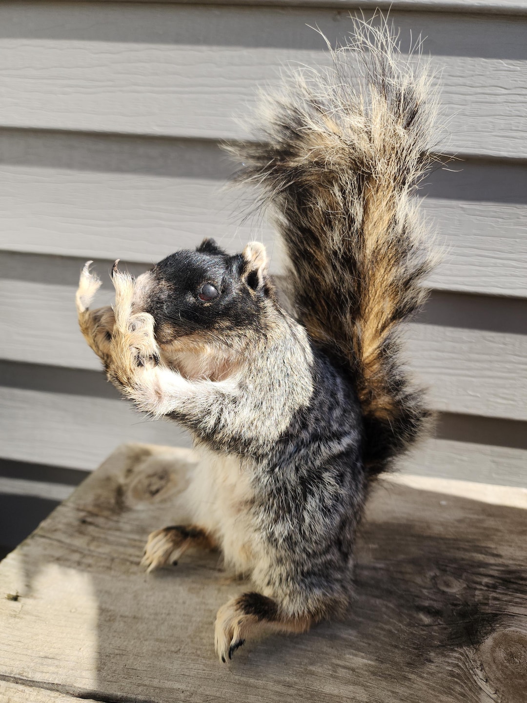 Taxidermy Southern Fox Squirrel Flipping off the Bird Mount Novelty ...