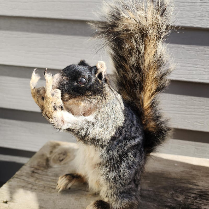 Taxidermy Squirrel - Etsy