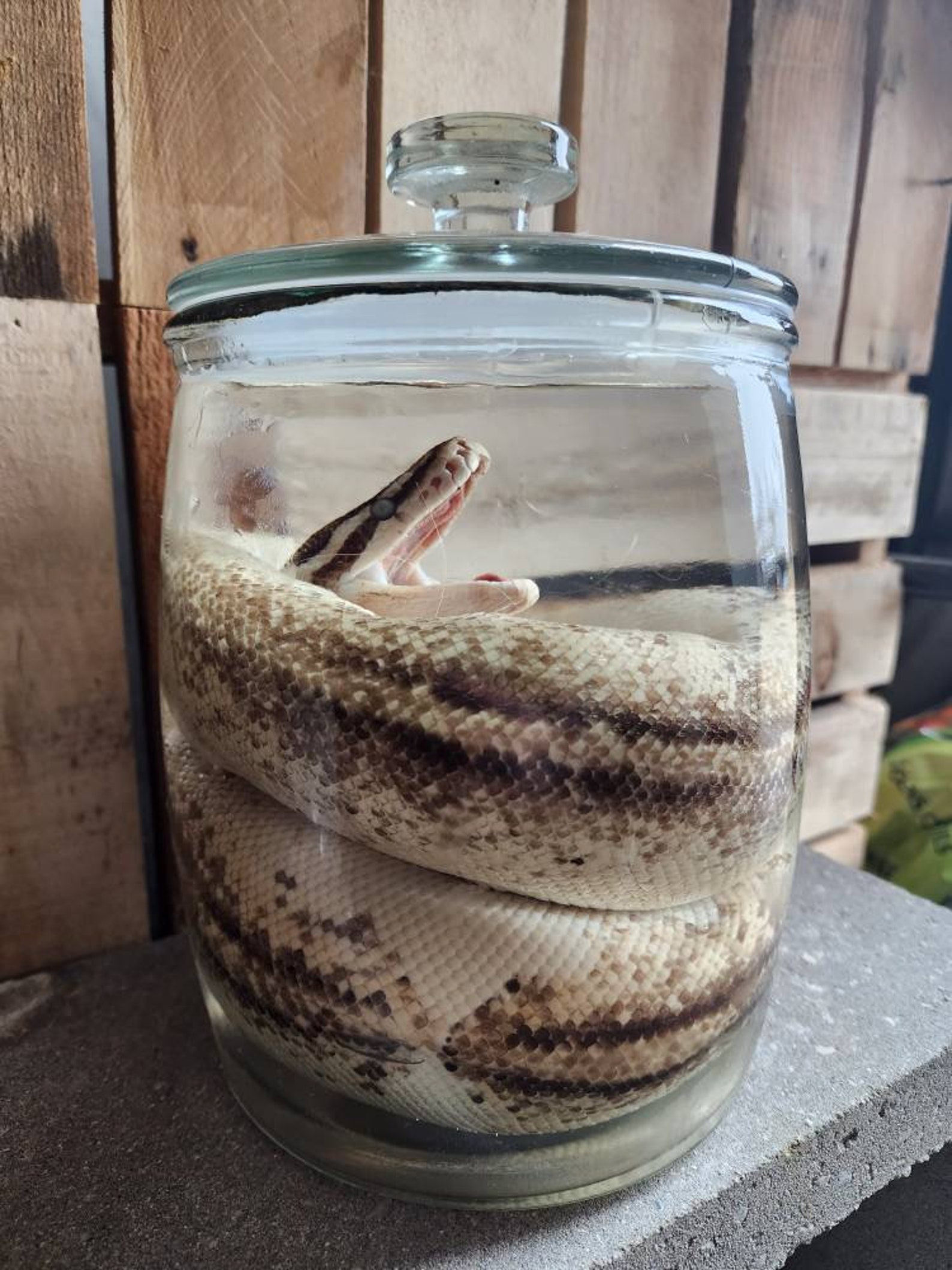 Huge Wet Specimen Piebald Pied Morph Ball Python Taxidermy Mount Formalin Fixed Oddities Obscure ...