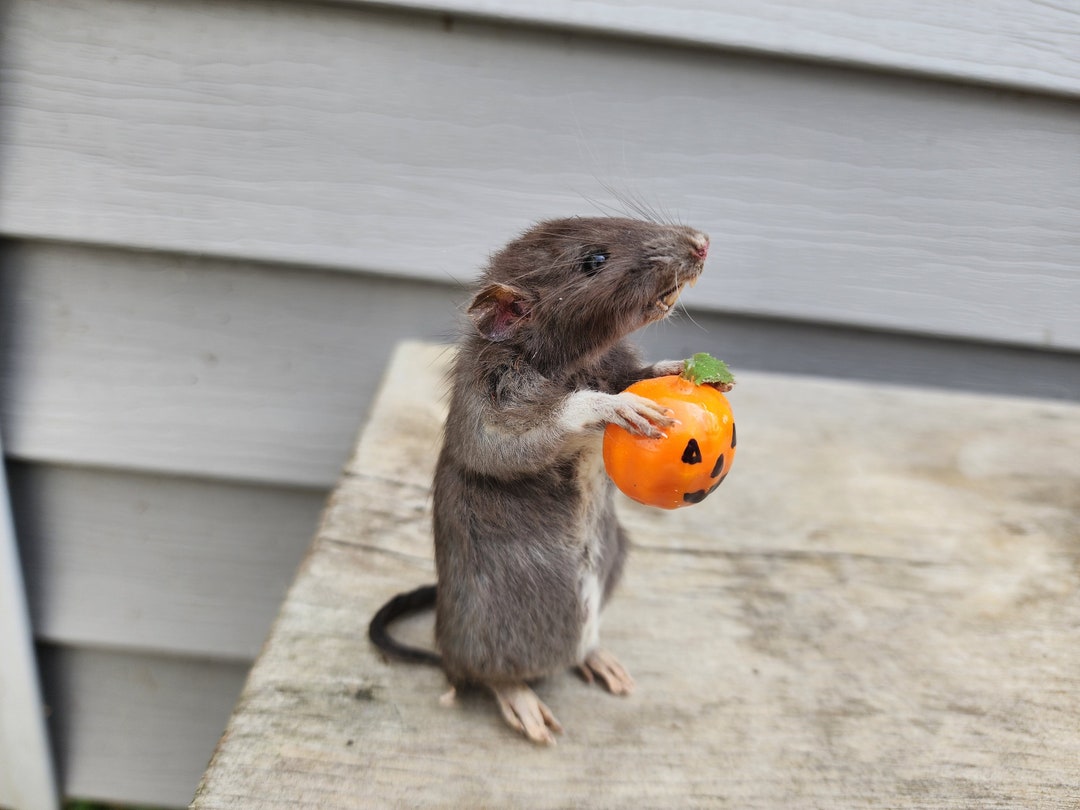 Baby Rat Mount Racoon Opossum Taxidermy Mount Obscure Oddities - Etsy