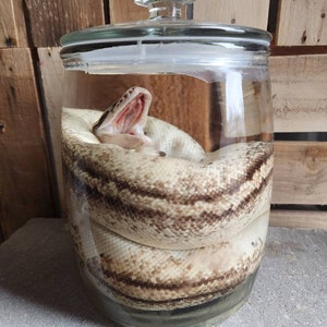 Huge Wet Specimen Piebald Pied Morph Ball Python Taxidermy Mount Formalin Fixed Oddities Obscure ...