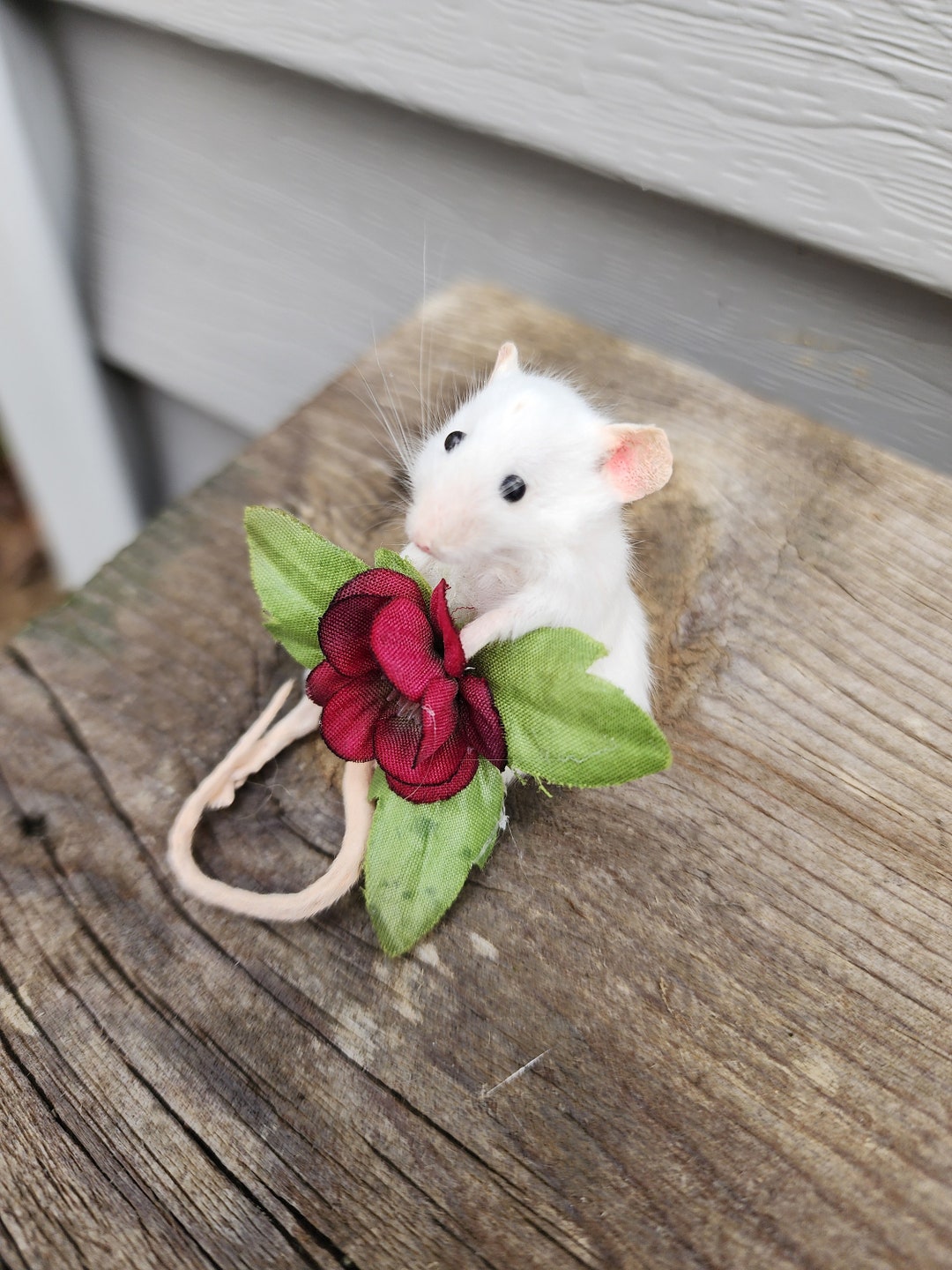 Mouse Mount Racoon Opossum Taxidermy Mount Obscure Oddities Chipmunk ...