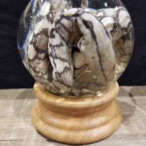 GLOBE Wet Specimen Baby Retic Python Taxidermy Mount Formalin Fixed ...