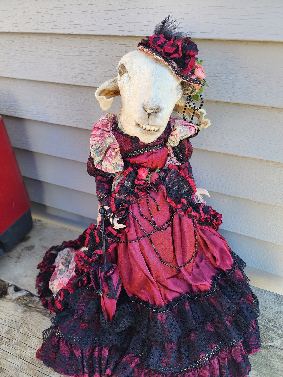 Lamb Doll Boar Goat Ram Sheep Head Mummified Freeze Dried Wet Specimen ...