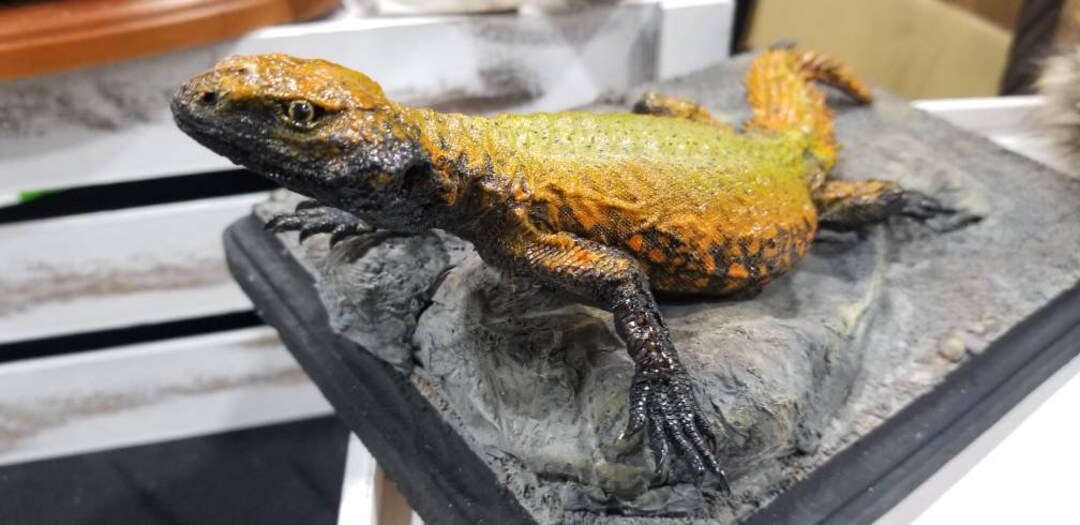 Taxidermy Beautiful Uromaystix Lizard Taxidermy Mount Formalin Fixed ...