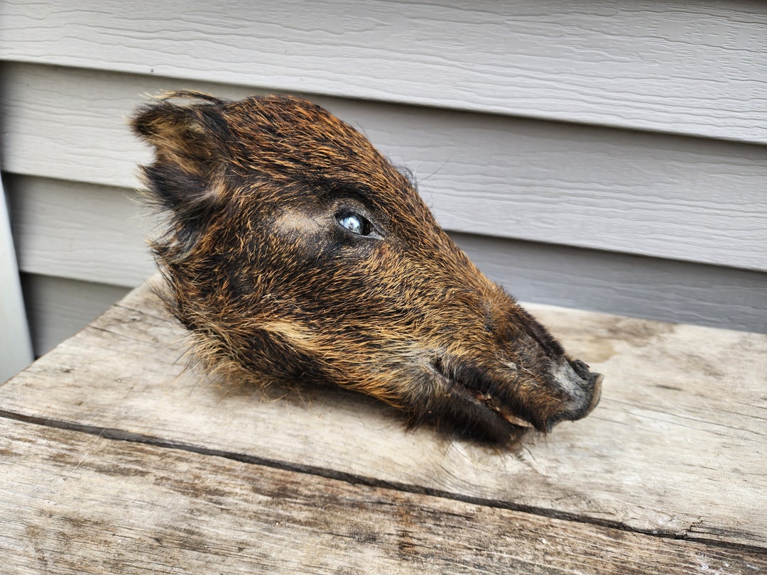 Pig Hog Piglet Head Mummified Freeze Dried Wet Specimen With - Etsy