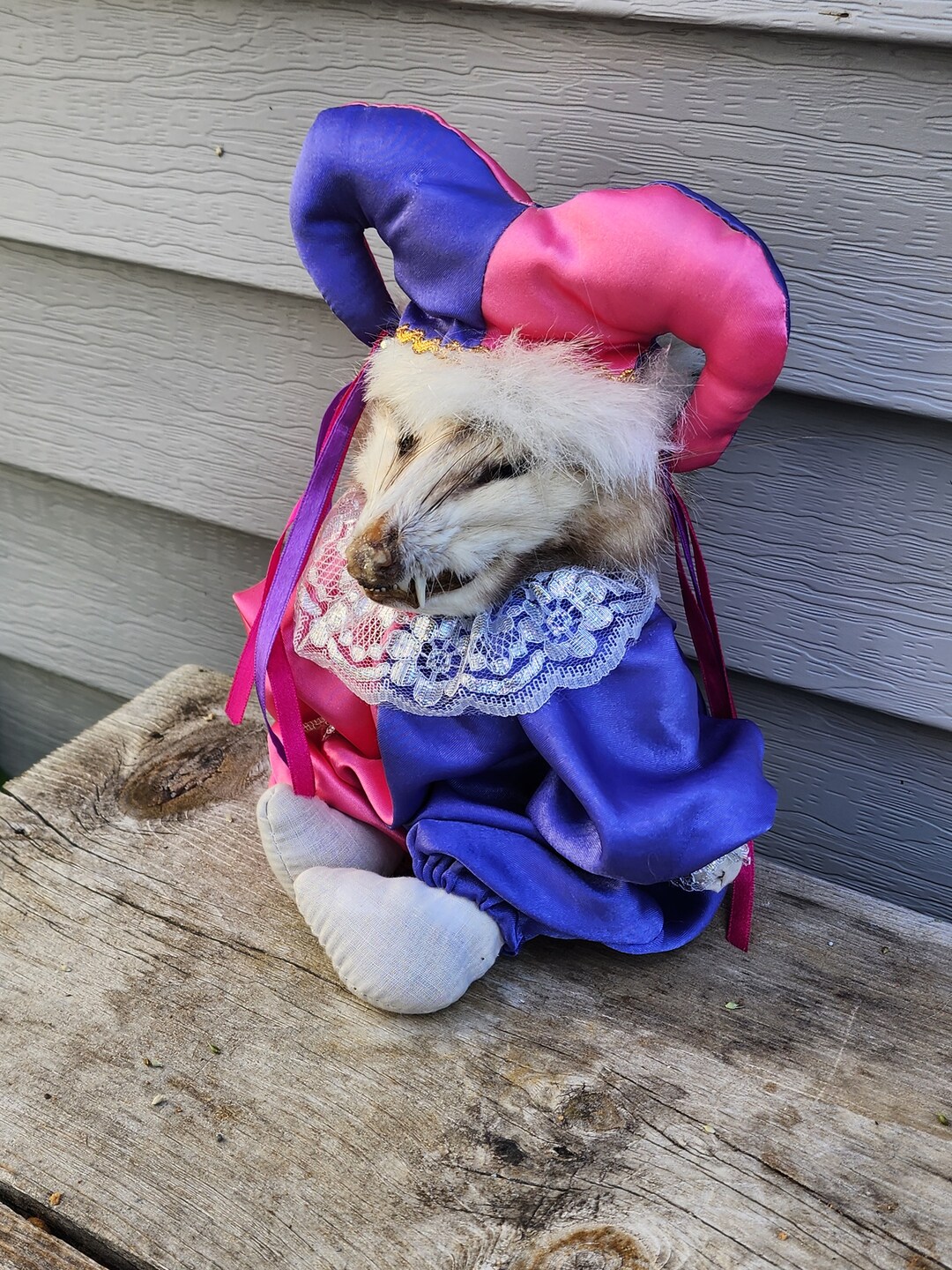 Possum Clown Jester Doll Raccoon Possum Mummified Freeze Dried - Etsy