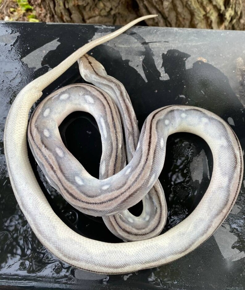 Wet specimen beautiful red tegu lizard snake taxidermy mount formalin ...