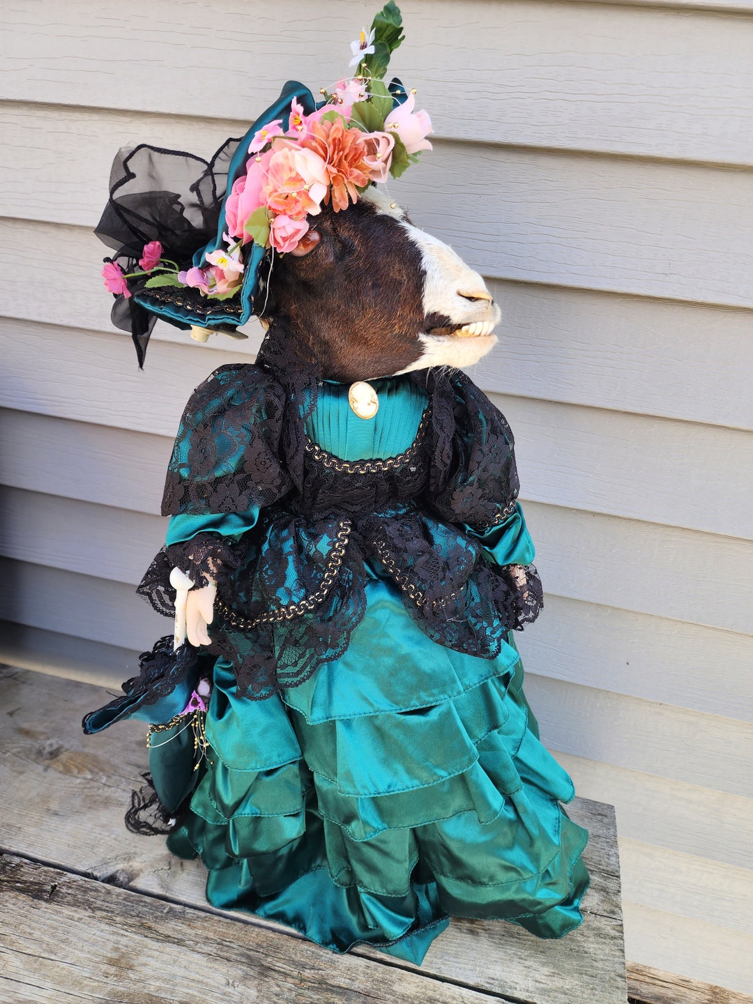 Lamb Doll Boar Goat Ram Sheep Head Mummified Freeze Dried Wet Specimen ...