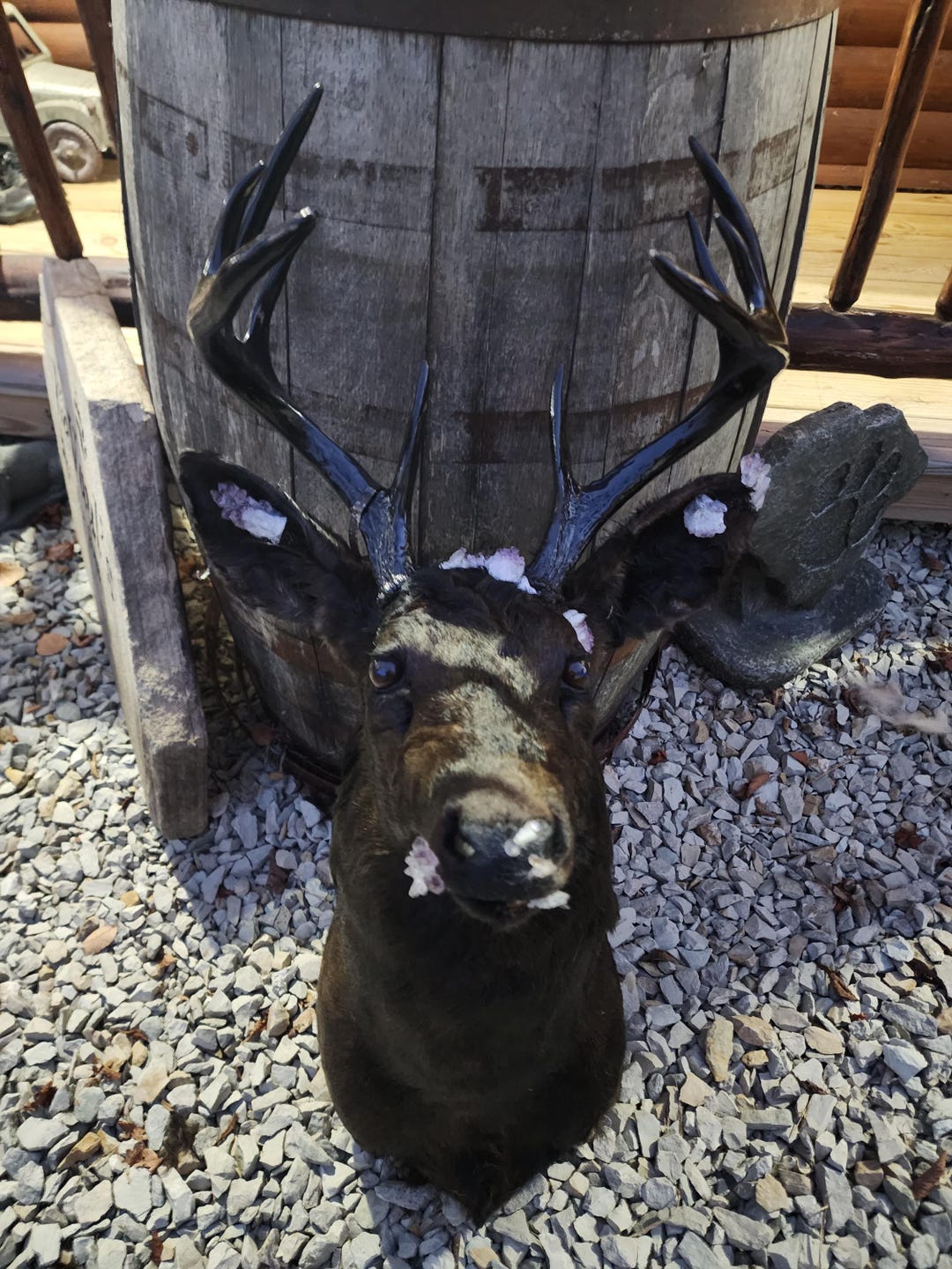 Black Buck Taxidermy Whitetail Deer Buck Taxidermy Mount Specimen ...
