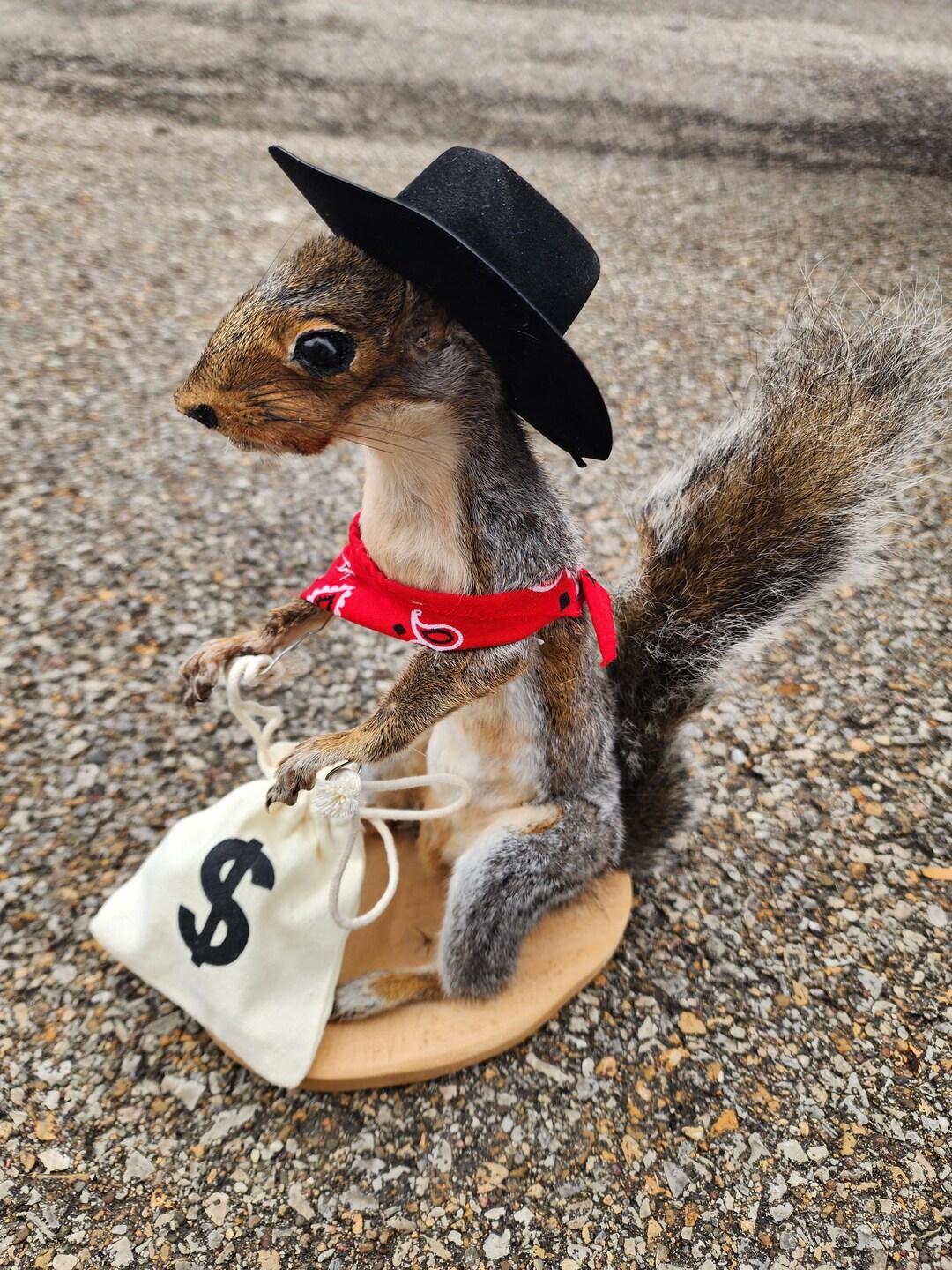 Bank Robber Cowboy Gray Squirrel Taxidermy Mount - Etsy