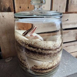 Huge Wet Specimen Piebald Pied Morph Ball Python Taxidermy Mount ...