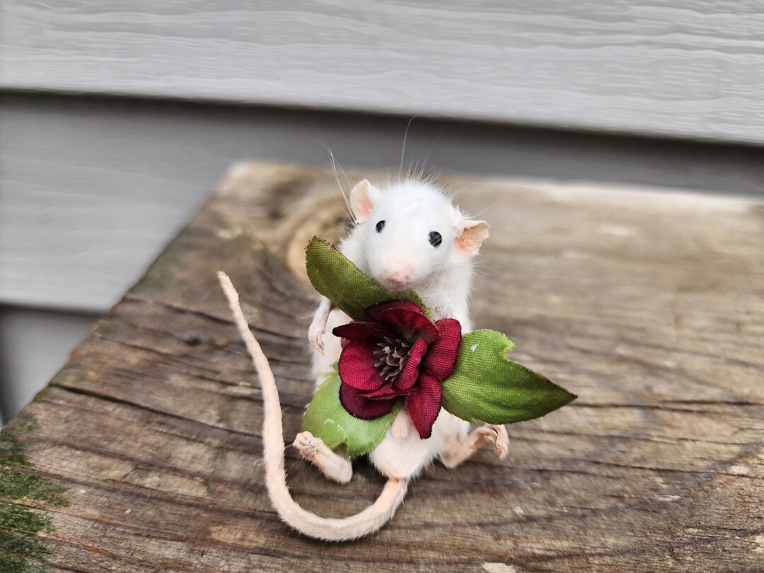 Mouse Mount Racoon Opossum Taxidermy Mount Obscure Oddities Chipmunk ...