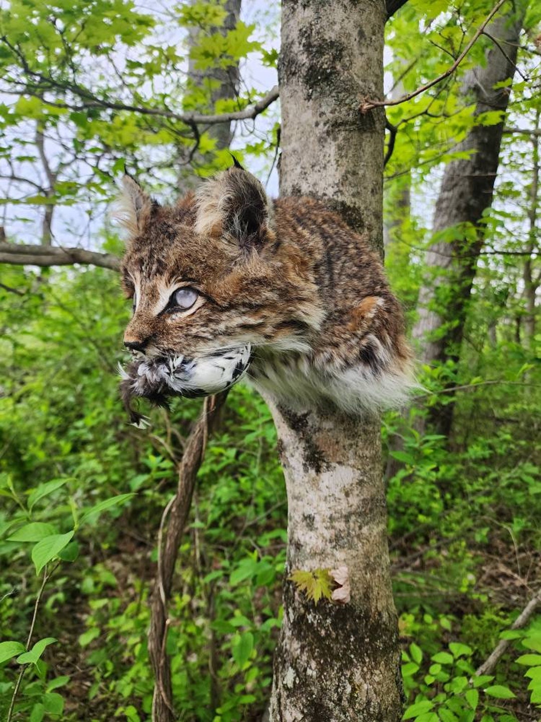 Bobcat Shoulder Mount Bobcat Fox Squirrel Specimen Taxidermy - Etsy