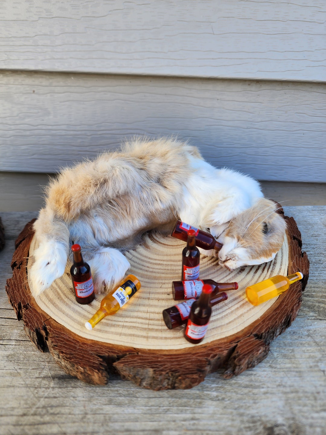 Drunken Rabbit Bunny Taxidermy Mount Mummified - Etsy