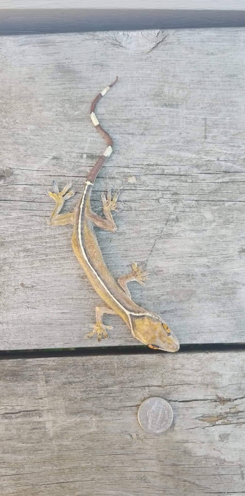 Taxidermy Lizard Taxidermy Mount Formalin Fixed Oddities - Etsy