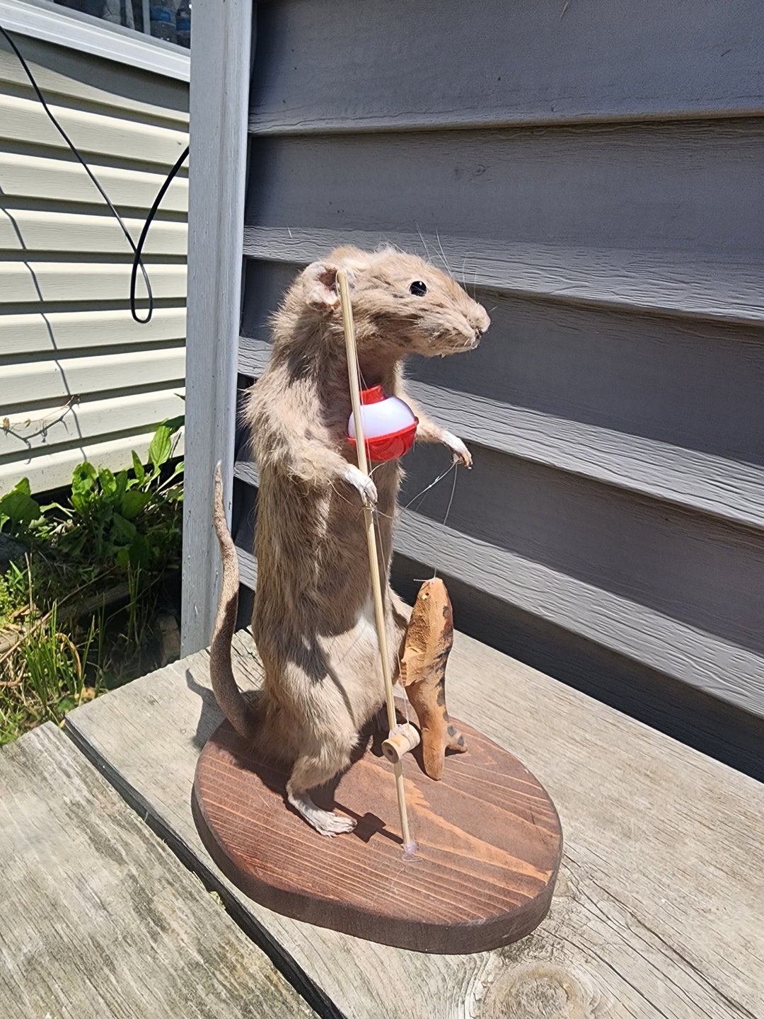 Rat Mount Racoon Opossum Taxidermy Mount Obscure Oddities - Etsy