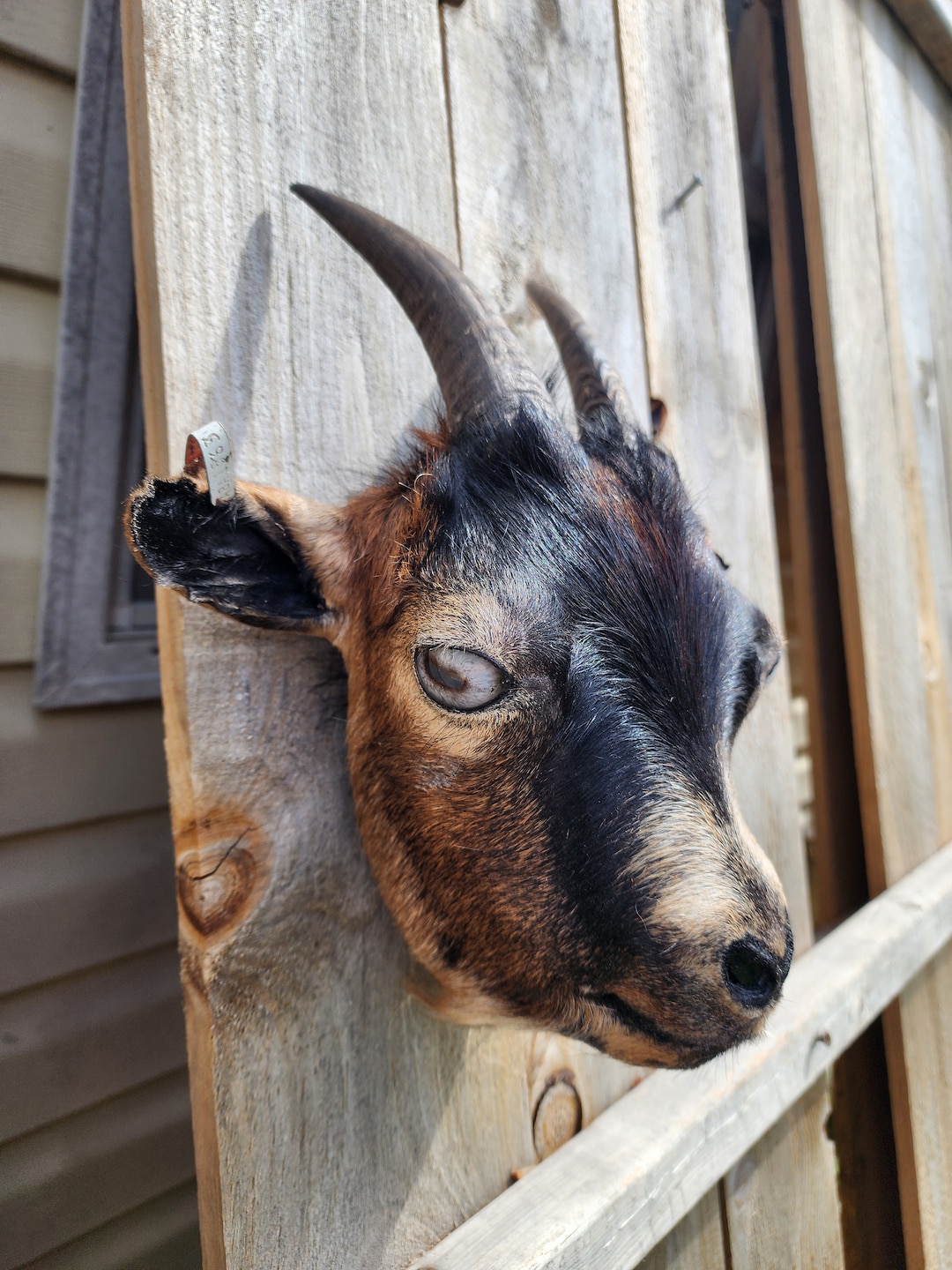 Taxidermied Taxidermy Pygmy Goat Mount Goat Ram Head Lamb Sheep - Etsy