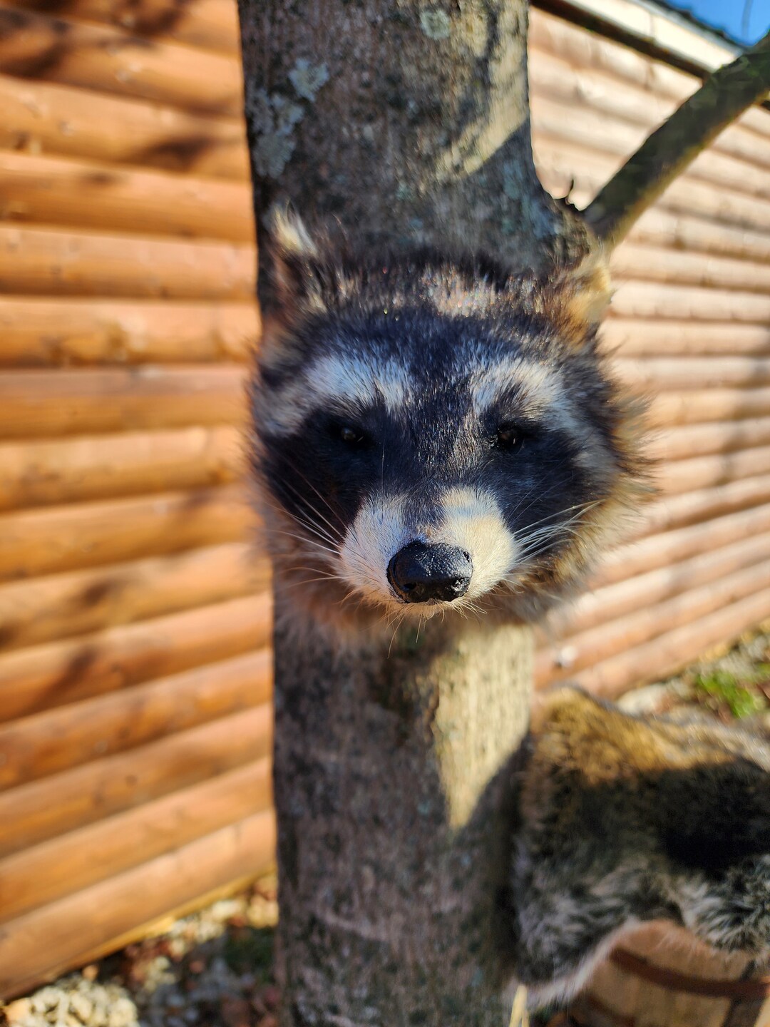 Raccoon Shoulder Mount Taxidermy Mount Oddities - Etsy