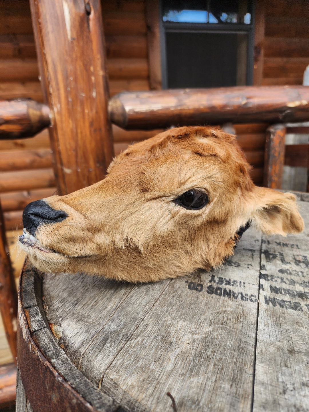 Cow Calf Mummified Freeze Dried Wet Specimen With Jar Taxidermy Mount ...